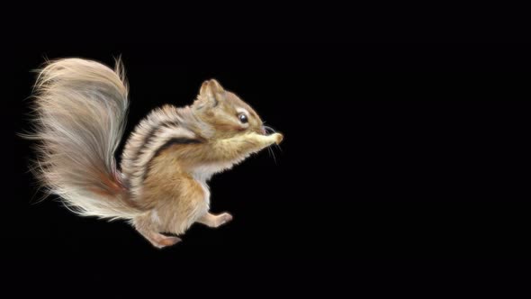 71 Chipmunk Dancing 4K, Motion Graphics | VideoHive