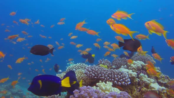 Underwater Yellowtail Tang Fish, Stock Footage | VideoHive