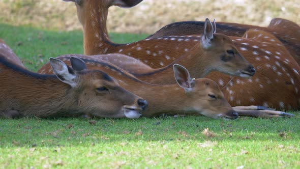 Sleepy and tired Deer Family lying on grass field in shadow during hot ...