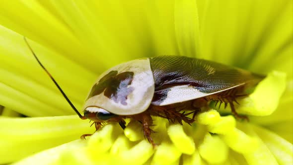 Tight shot of Centurion Roach on a yellow flower., Stock Footage ...