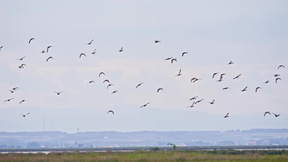 Herd of Birds (4K), Stock Footage | VideoHive