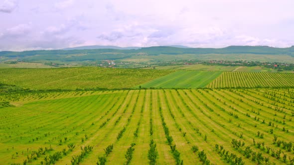 Aerial View on Orchard, Stock Footage | VideoHive