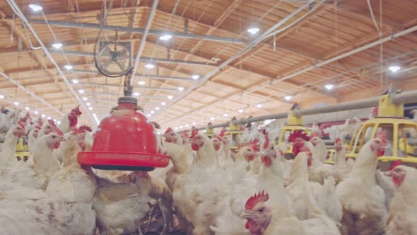 Close up of chickens in a large scale chicken farm, Stock Footage ...