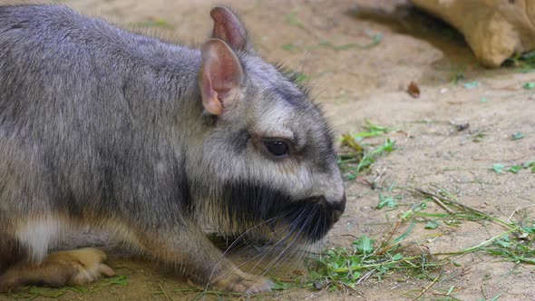 Close up shot of Viscacha Rabbit eating grass outdoors in wilderness,4K ...