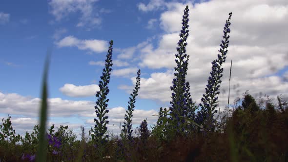 Beautiful Heather Grass Sways in the Wind Against the Sky, Stock Footage