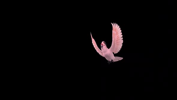 White Doves - Flock of 5 - Flying Transition by VideoMagusFX | VideoHive