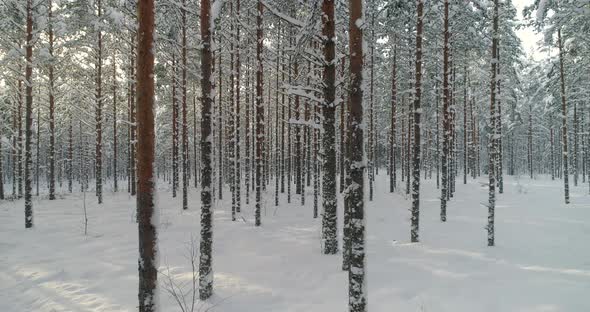 Winter Forest Moving Backwards Snow Covered Pine Trees on Sunny Day ...