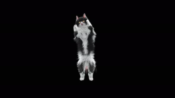 Cat Cheering 4K, Motion Graphics | VideoHive