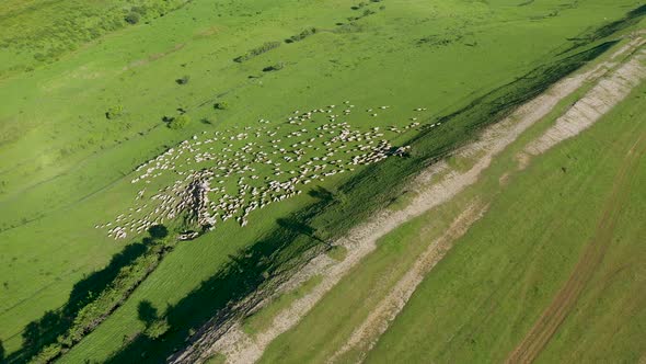 Aerial View of a Herd of Sheep, Stock Footage | VideoHive