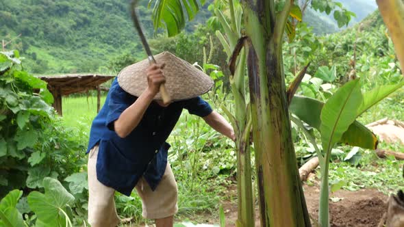 Farmer Cutting Banana Tree, Stock Footage | VideoHive