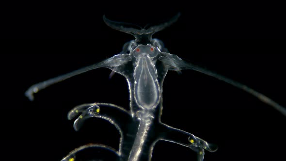 the Worm Polychaeta, Genus Tomopteris Under a Microscope, Holoplankton ...