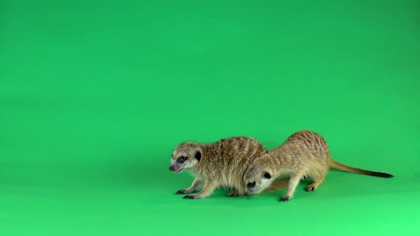 Two Meerkats Isolated on a Green Background Screen., Stock Footage