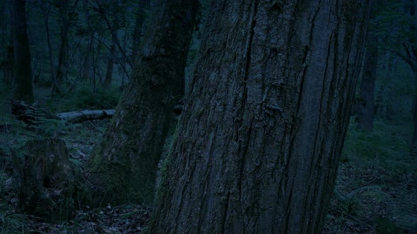Passing Tree Trunks In Evening Woodland, Stock Footage | VideoHive