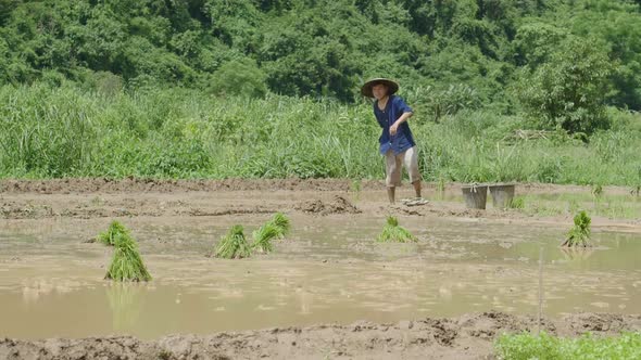 Man Throwing Rice Plants, Stock Footage | VideoHive