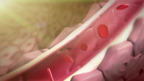 3D Medical Animation of the intravenous passage of blood cells, Motion ...