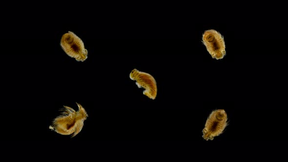 the Larva of the Polychaeta Worm Under the Microscope, at the Nektohet ...