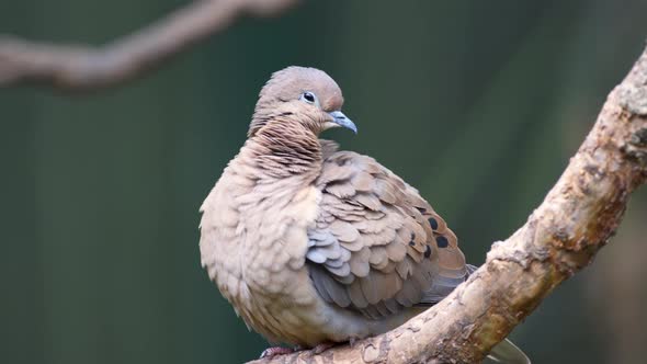 Close up of a chubby eared dove preening its feathers while standing on ...