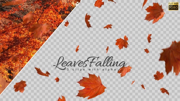 Leaves Falling, Motion Graphics | VideoHive