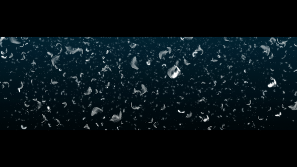 Feather Falling Loop, Motion Graphics | VideoHive