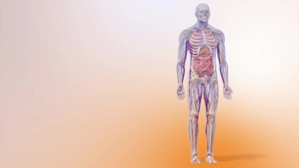 The Human nervous system 3d medical animation, Motion Graphics | VideoHive