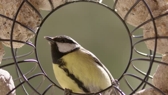 Great tit bird eating fat balls with feed in bird feeder, slow motion ...