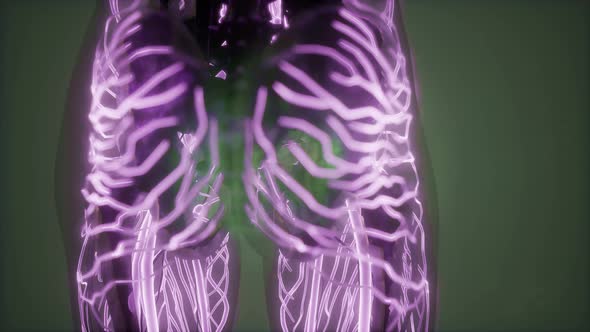 Human Body with Glow Blood Vessels, Motion Graphics | VideoHive