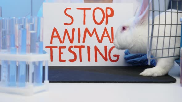 Stop Animal Testing Poster in Human Hands in Laboratory, Stock Footage