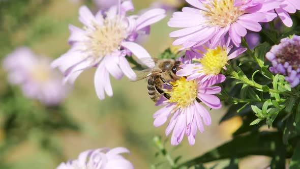 Close Up Of Honey Bee Flying Around Flowers In Slow Motion, Stock Footage