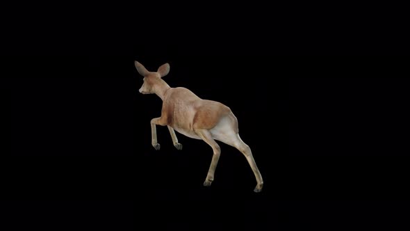 Brown Doe Jumping View From Back Side, Motion Graphics | VideoHive