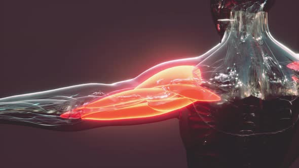 Human Muscular System Anatomical Infographic by icetray | VideoHive