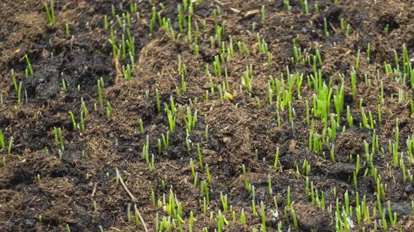 Young Grass Sprouts Grow From the Ground, Stock Footage | VideoHive