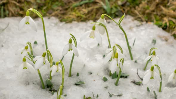 White Flowers Blooming and Snow Melting in Spring Time, Stock Footage
