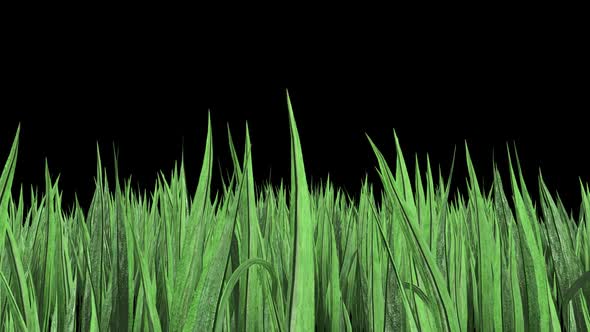 Grass Growing, Motion Graphics | VideoHive