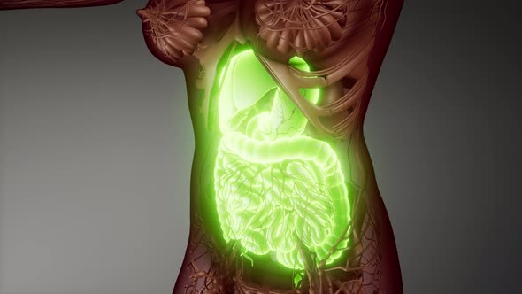Human Digestive System Parts and Functions, Motion Graphics | VideoHive