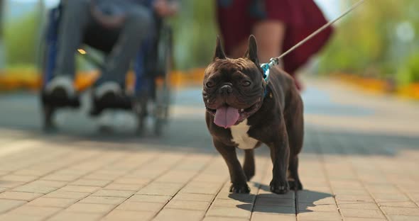 Bulldog Is Being Led on a Leash, Portrait View. Family with a Disabled ...