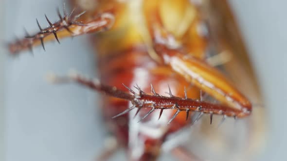 Cockroach Insect, Stock Footage | VideoHive