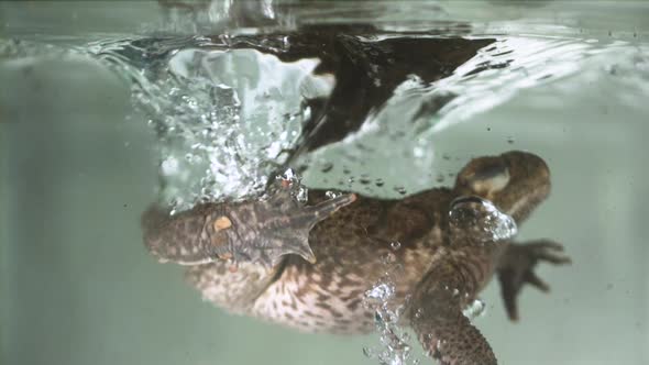 Submerging splash Cane Toad in water - amphibious animals, Stock Footage