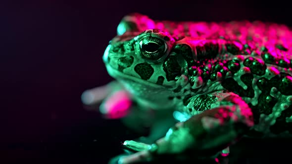 Amazing Frog Blinks Eyes Stirs Nostrils Macro Footage, Stock Footage