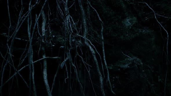 Tree Roots In The Dark, Stock Footage | VideoHive