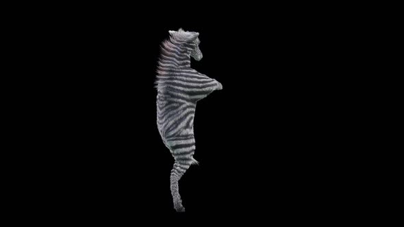 27 Zebra Dancing HD, Motion Graphics | VideoHive