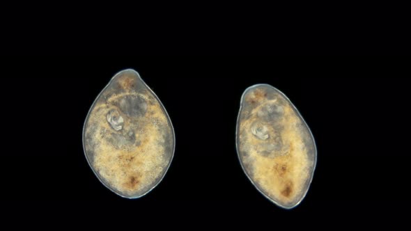 Worms Planariidae Under a Microscope, Stock Footage | VideoHive