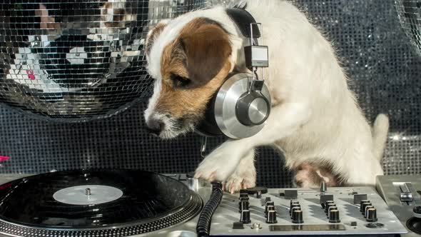 Dog Dj, Stock Footage | VideoHive