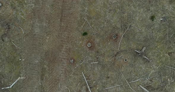 Deforestation Cut Down Tree Stump Forest Clearing Top Down Aerial View ...