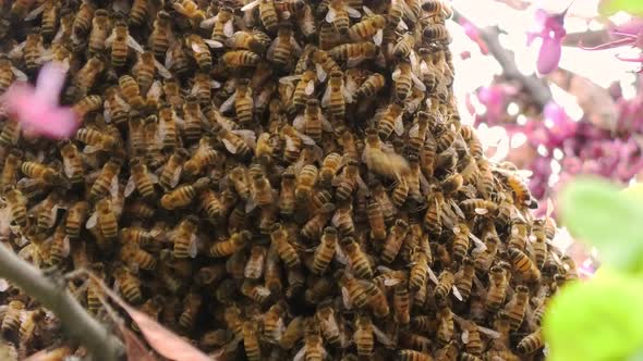 Italian Honey Beehive, Stock Footage | VideoHive
