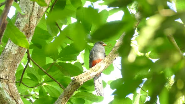 Beautiful colorful bird in jungle flies away from tree branch, Stock ...