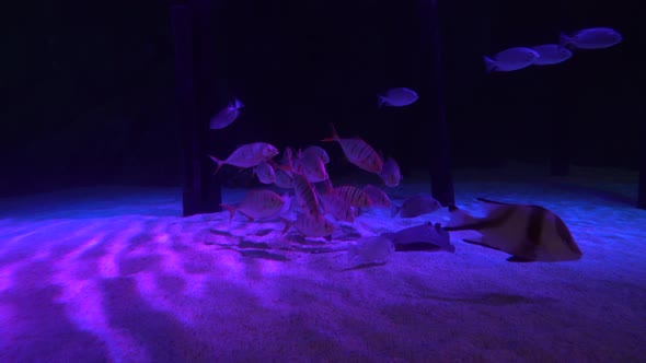 Group of Fish and The Stingray in Neon Light, Stock Footage | VideoHive