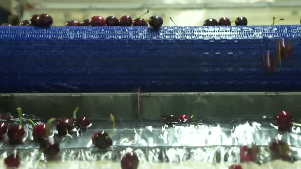 Cherry Factory. Close up, packing, choosing, washing cherries, Stock ...
