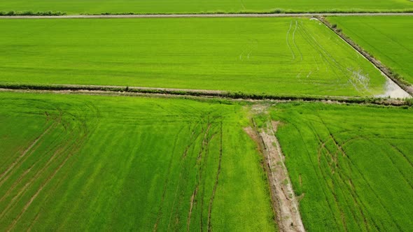 Rice Paddy Aerial View, Stock Footage | VideoHive