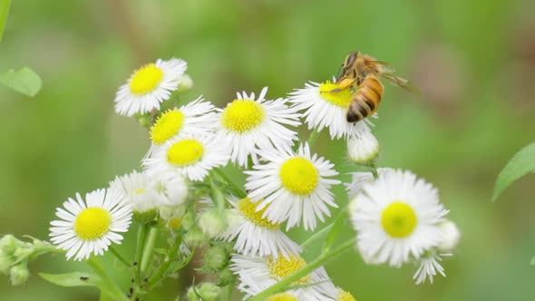 Honey Bee with pollen stored in corbicula on hind legs collecting ...