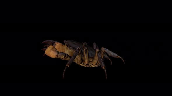 4K Crab Walking, Motion Graphics | VideoHive